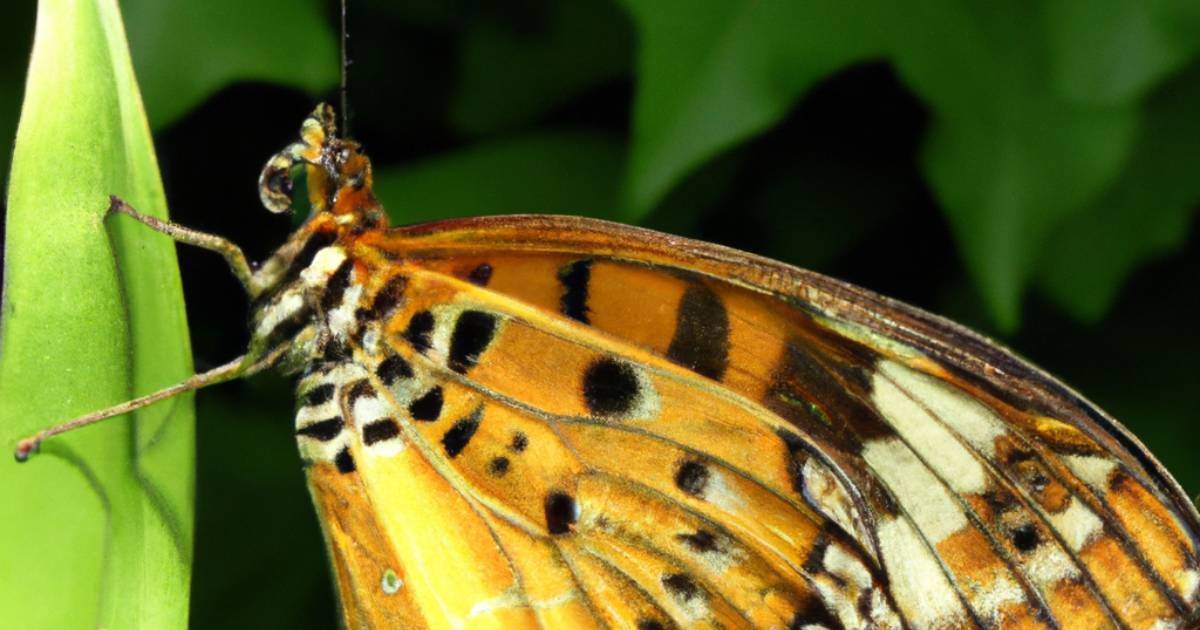 9 Days Butterfly watching in Nepal - Butterfly Watching Tour